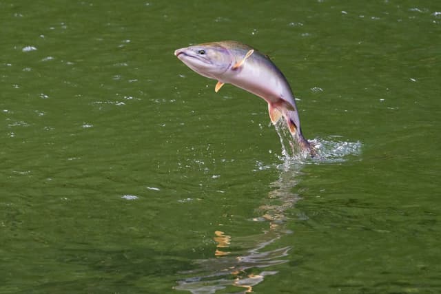 Bella Coola Guided Fishing | Tweedsmuir Park Lodge